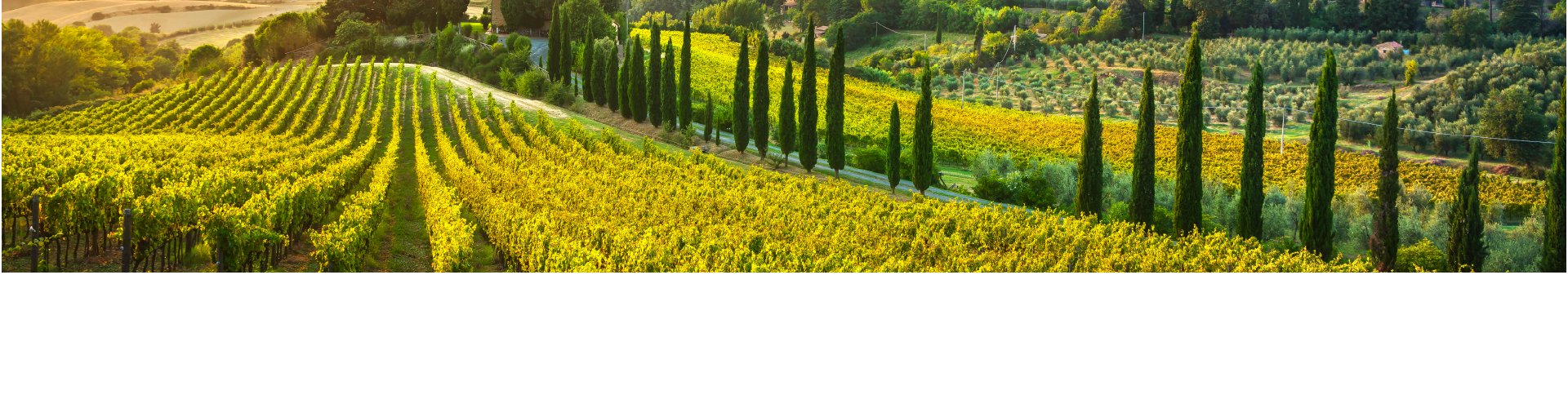 Italian Wine - Shop The Best Italian Wines Online